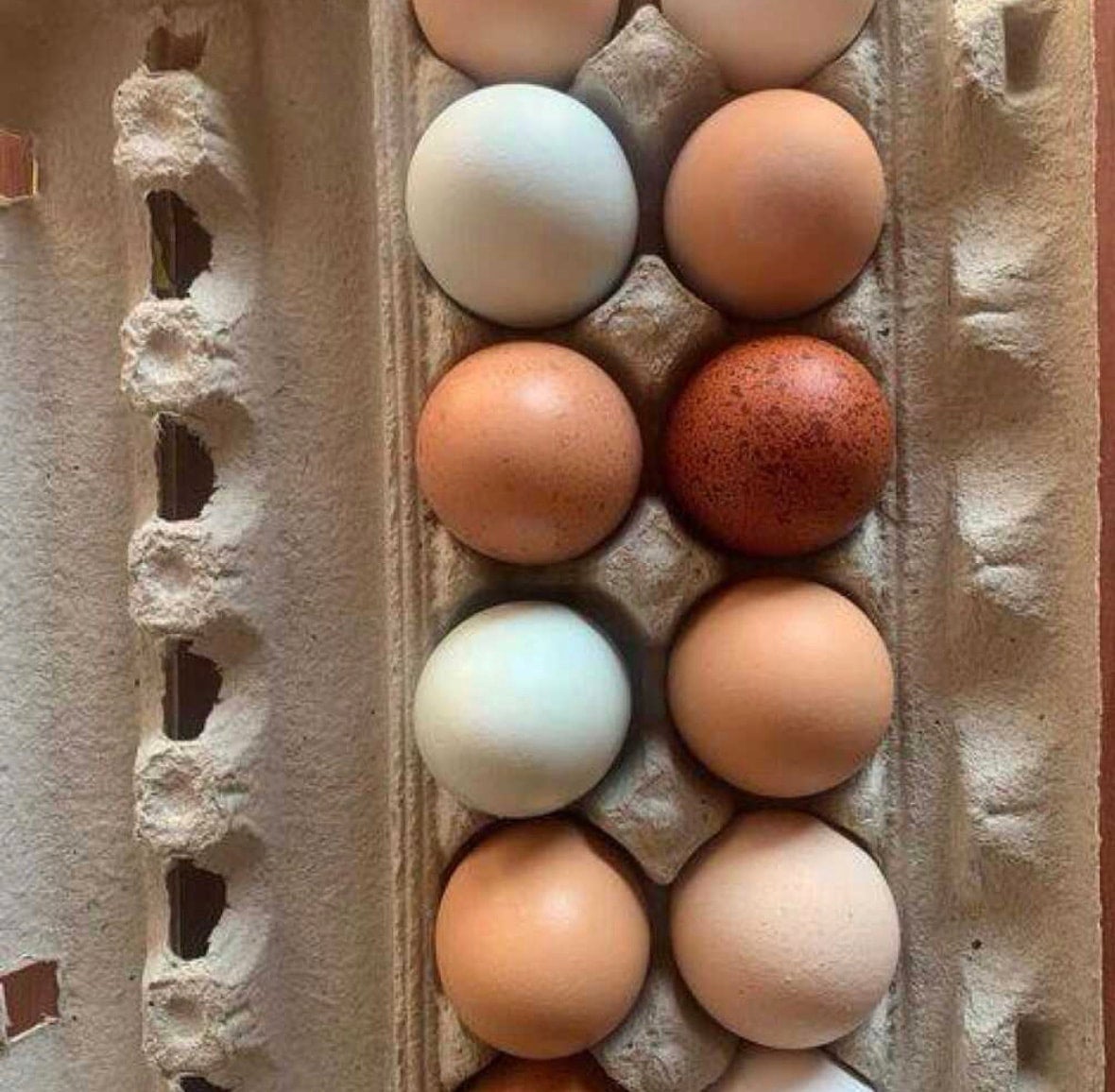 Farm Fresh Pasture Raised Eggs | The Nest Box